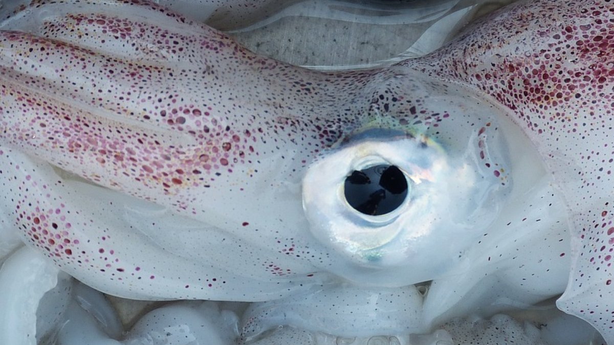 Giant squid of over 3 meters found in the ocean between Tenerife and La ...