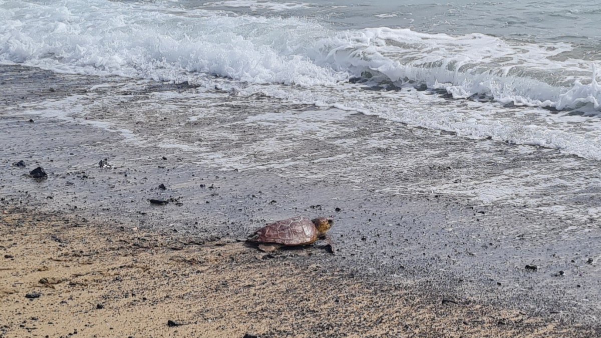 Rescued turtle released on beach in Puerto del Rosario, Fuerteventura