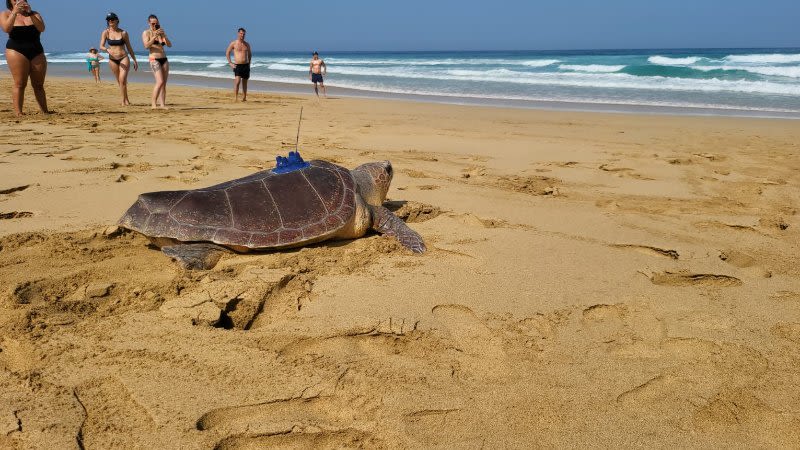 A turtle born in Cofete has been released for monitoring