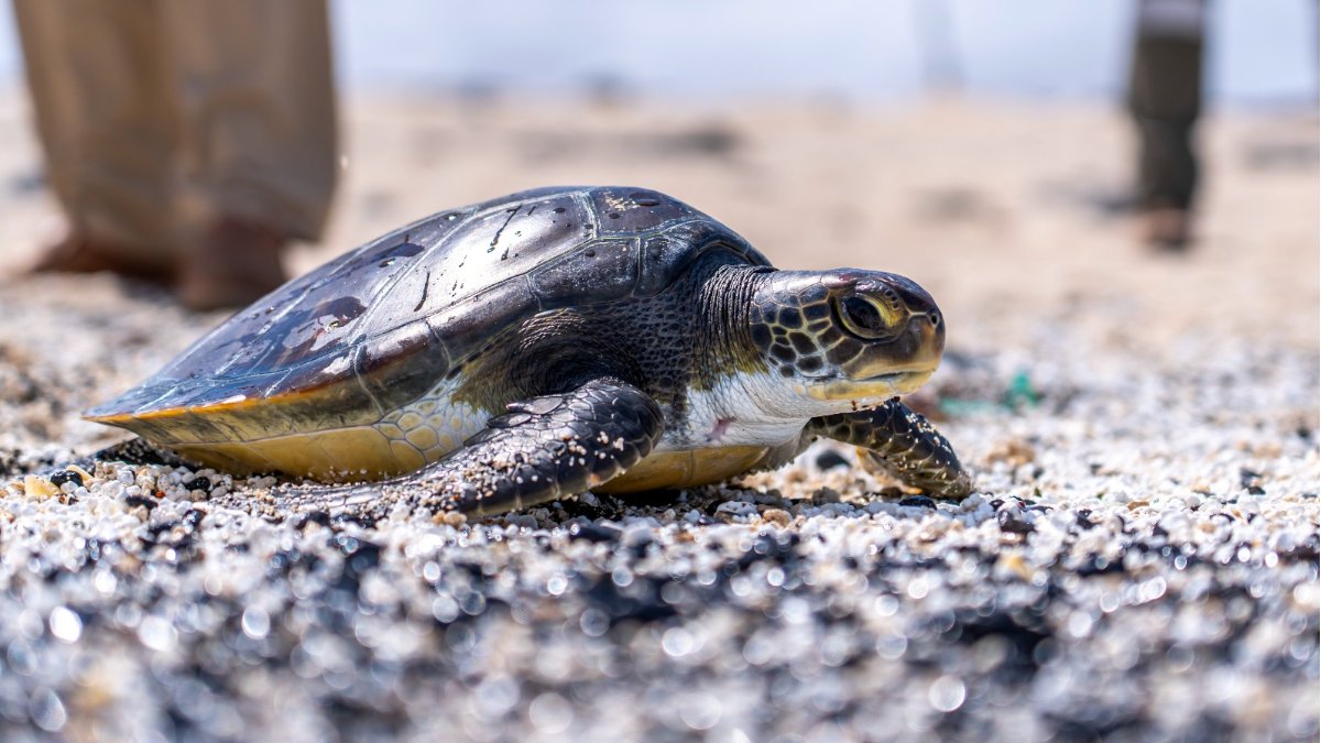 Rare green turtle, uncommon in the Canary Islands, released in ...