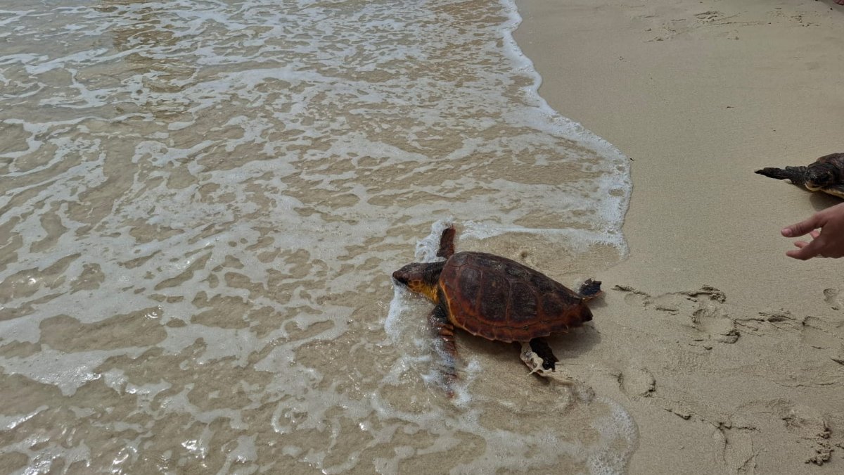 Fuerteventura celebrates return of rescued sea turtles thanks to ...