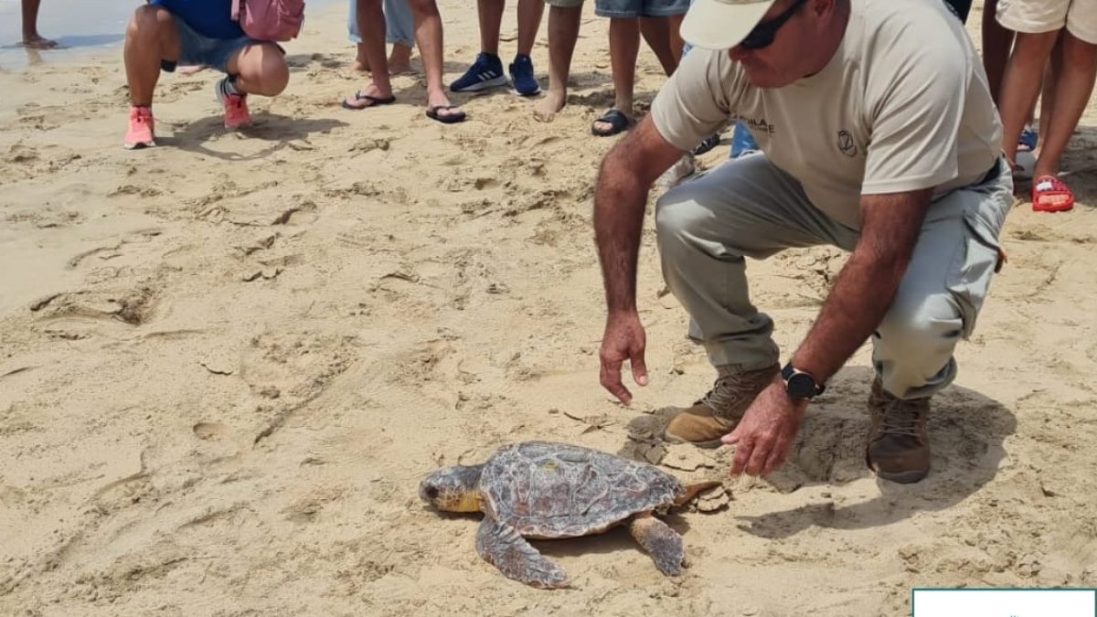 Fuerteventura celebrated World Sea Turtle Day with new turtle release