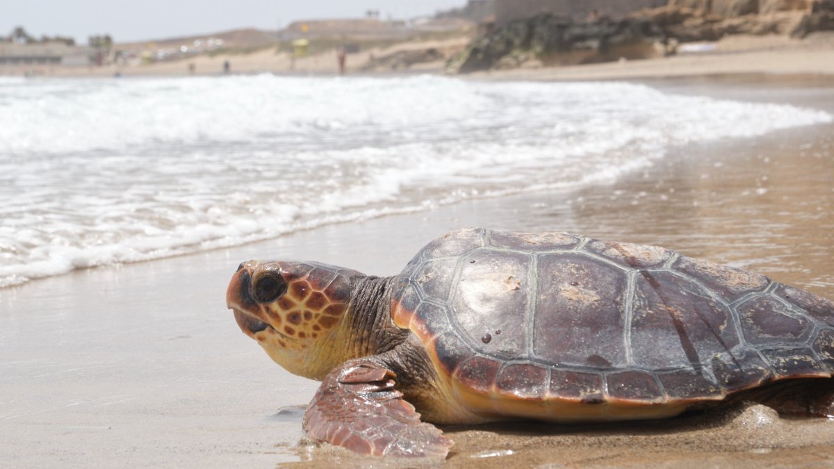 Four loggerhead turtles released in Fuerteventura