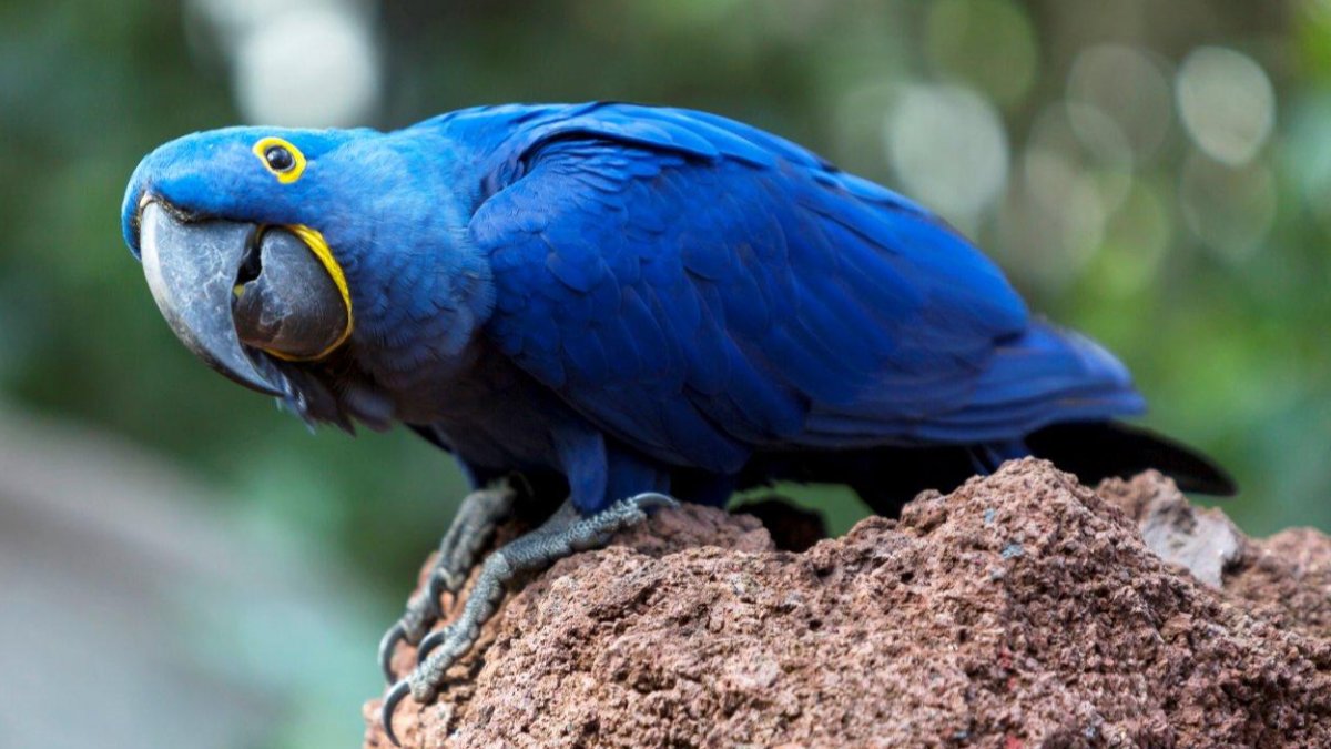 Loro Parque celebrated its 48th anniversary in 2020