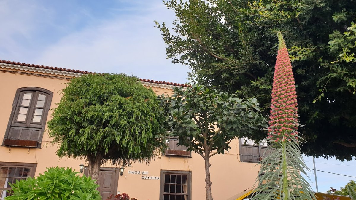 Visit Vilaflor, Tenerife - Highest municipality in the Canary Islands