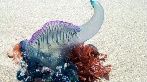 Types of Fish in Tenerife and the Canary Islands