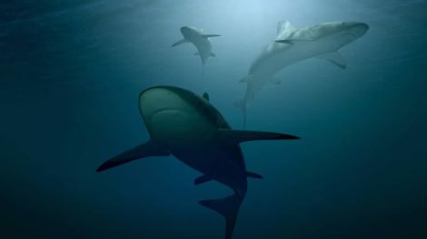 Types of Fish in Tenerife and the Canary Islands